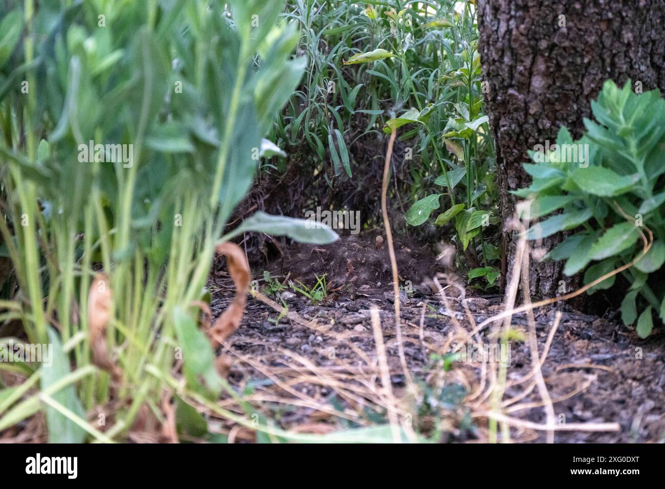 North American mallard duck nesting hatching laying on nest by a tree ...