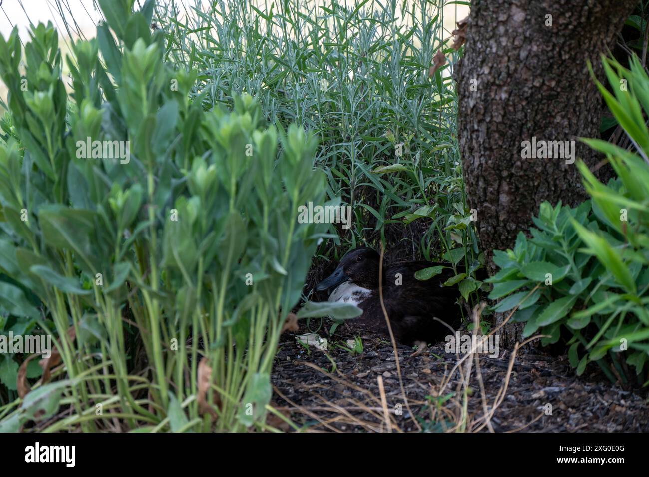 North American mallard duck nesting hatching laying on nest by a tree ...