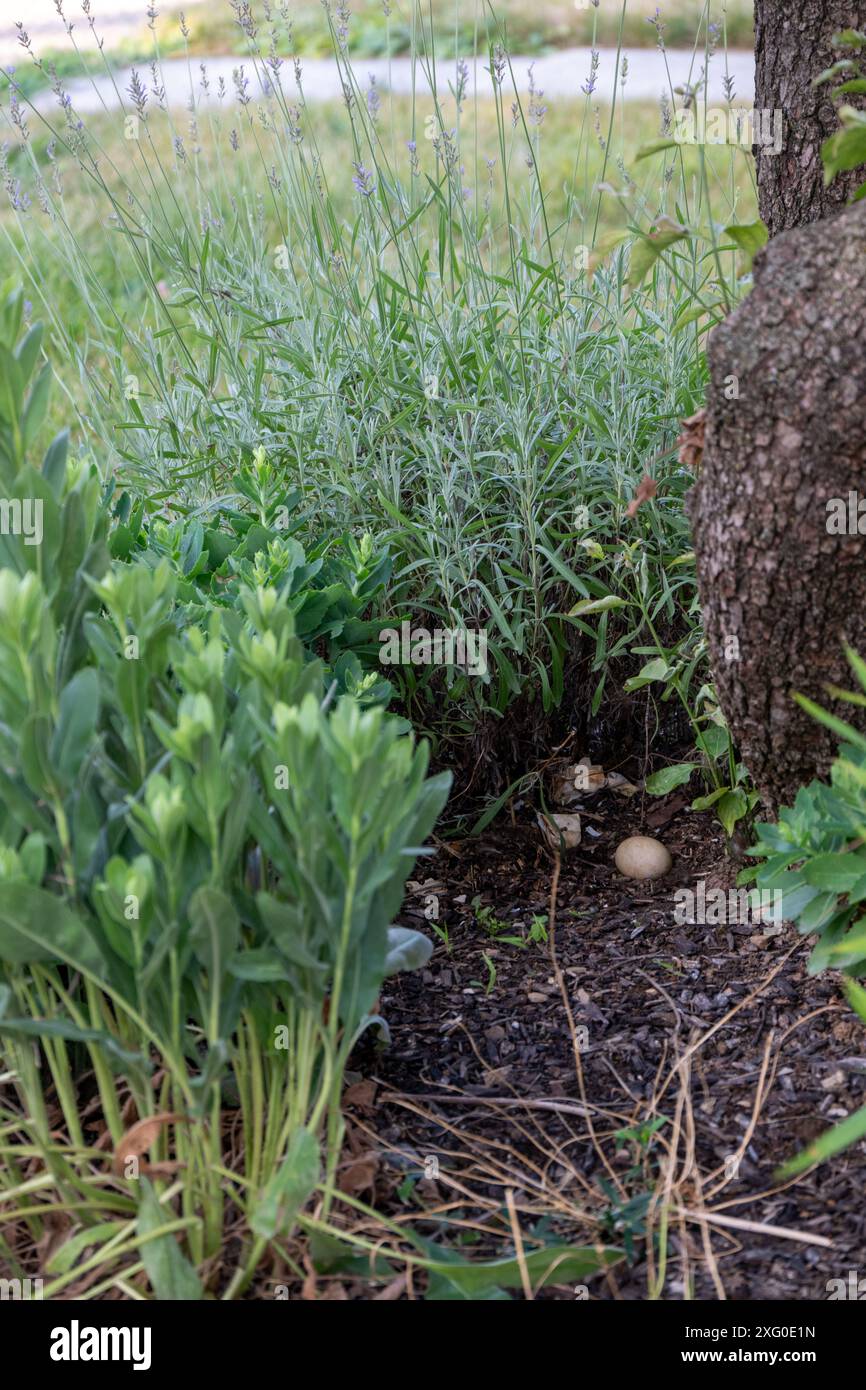 North American mallard duck nesting hatching laying on nest by a tree ...