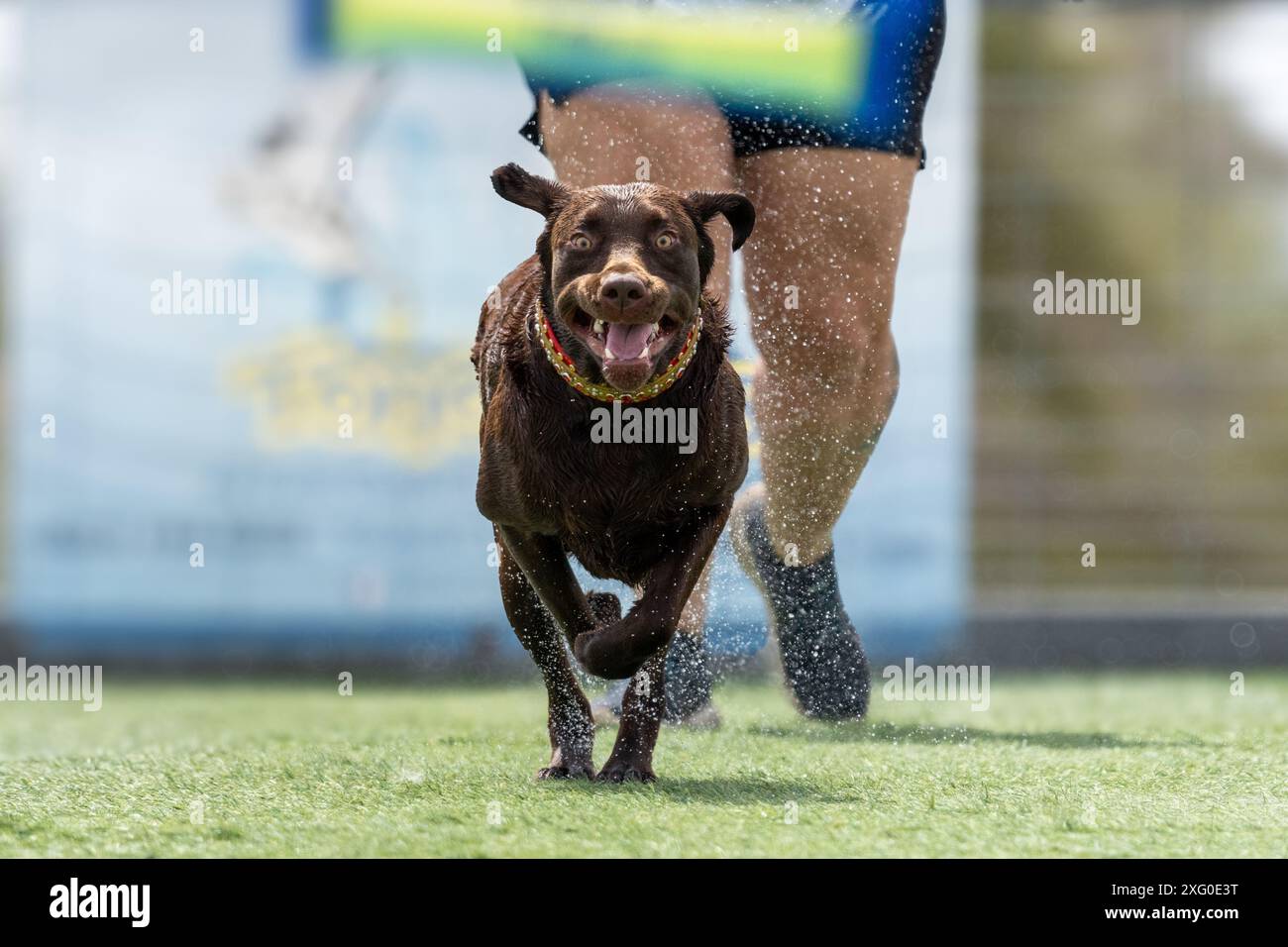 Chocolate Labrador Retriever running down a dock to jump into the pool ...