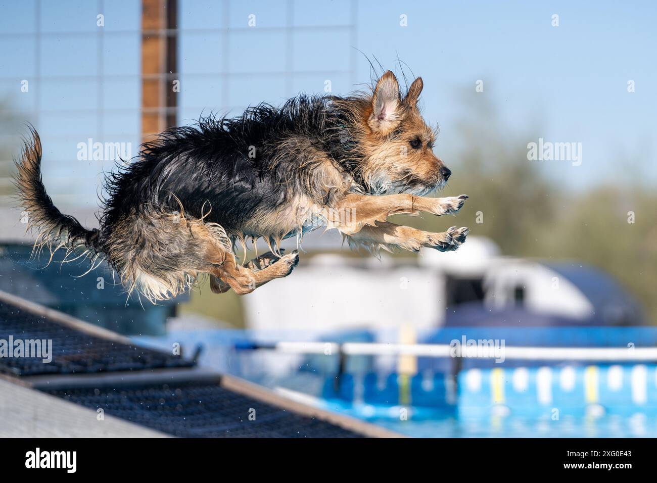 Dogs jumping off docks hi-res stock photography and images - Alamy