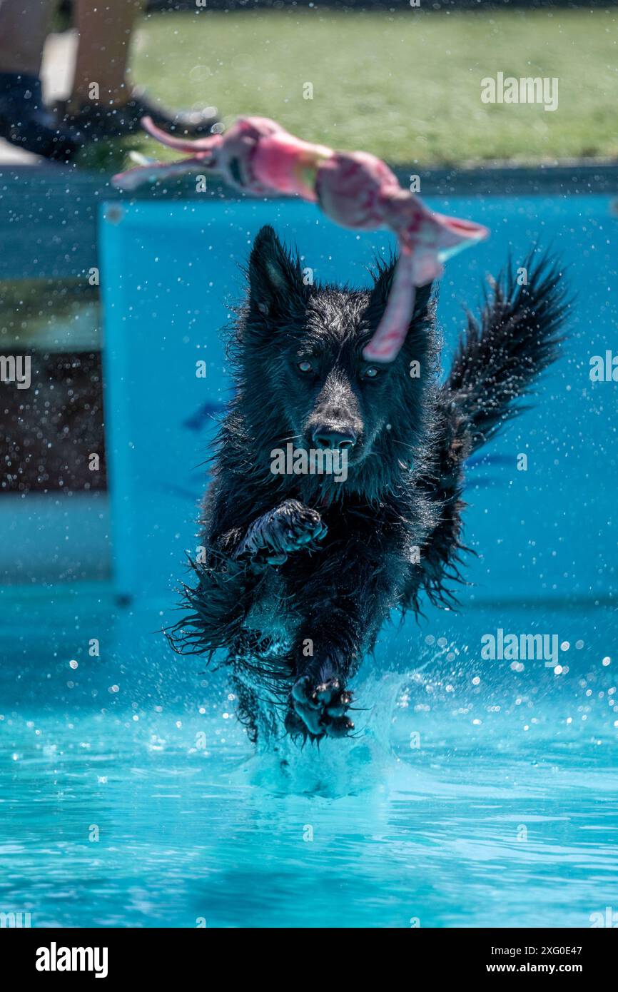 Black German Shepherd dog landing in a swimming pool making a splash ...