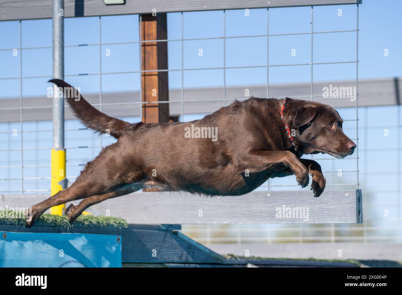 Brown Labrador Retriever jumping off the edge of the dock into a ...