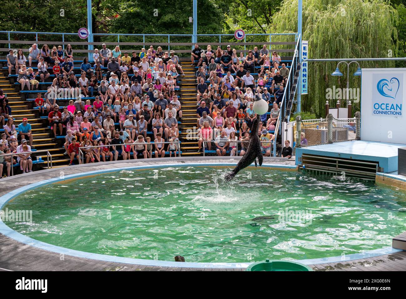 Seal or sealion jumping from a pool of water to touch it's nose to a ...