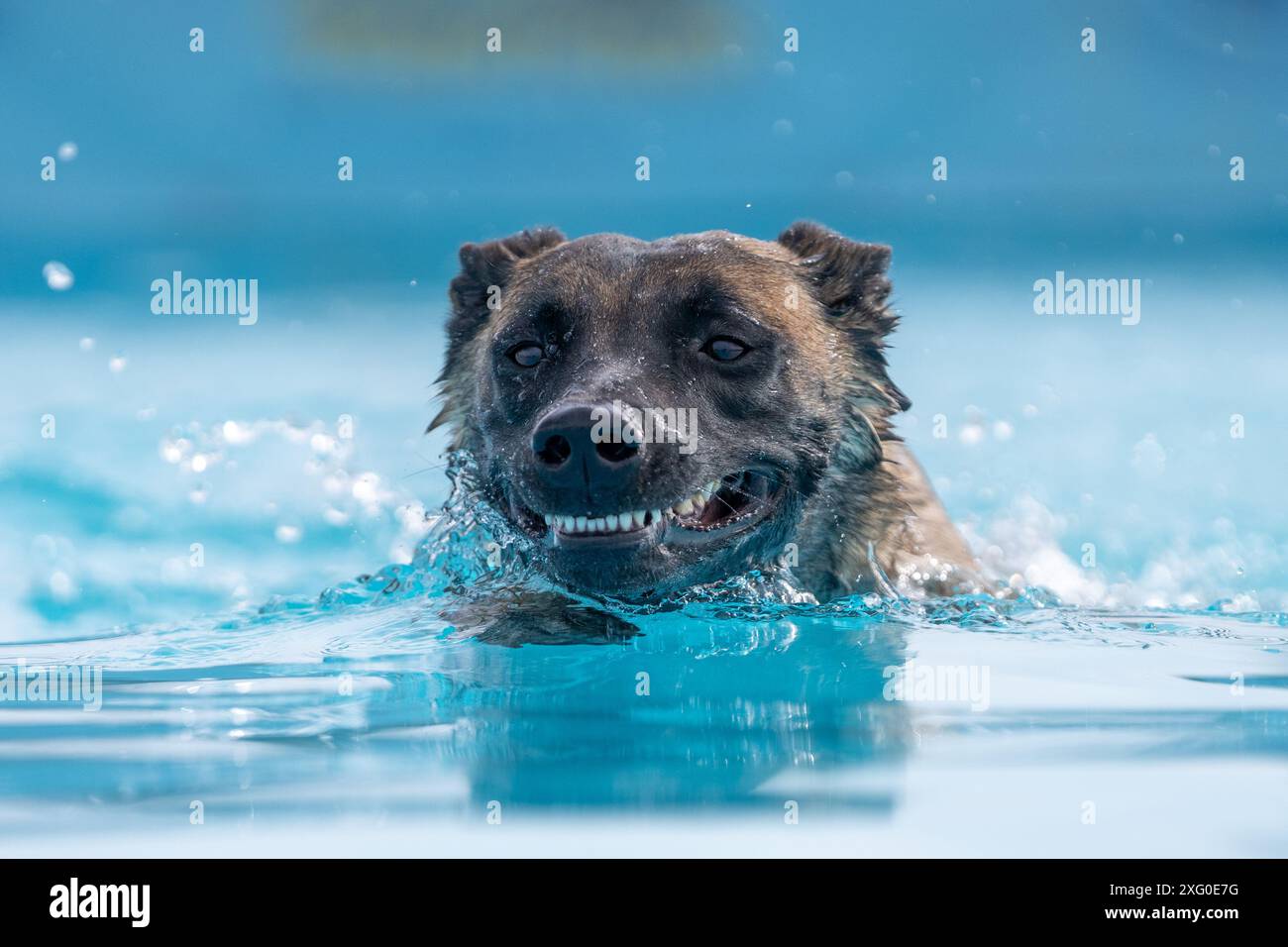 Happy, smiling Belgian Malinois showing his teeth while swimming in the ...