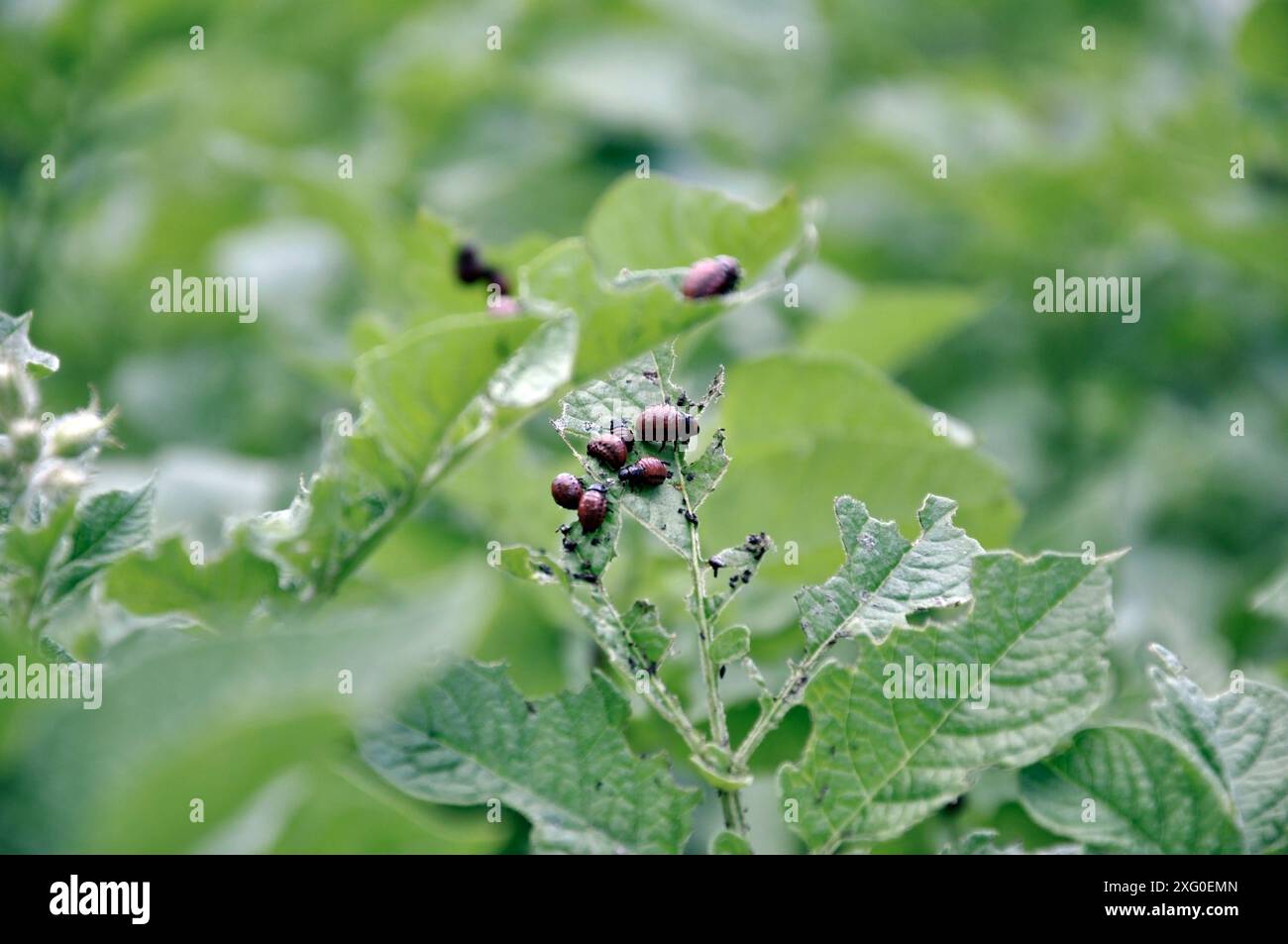 Colorado potato beetle larvae eat young potato leaves Stock Photo - Alamy