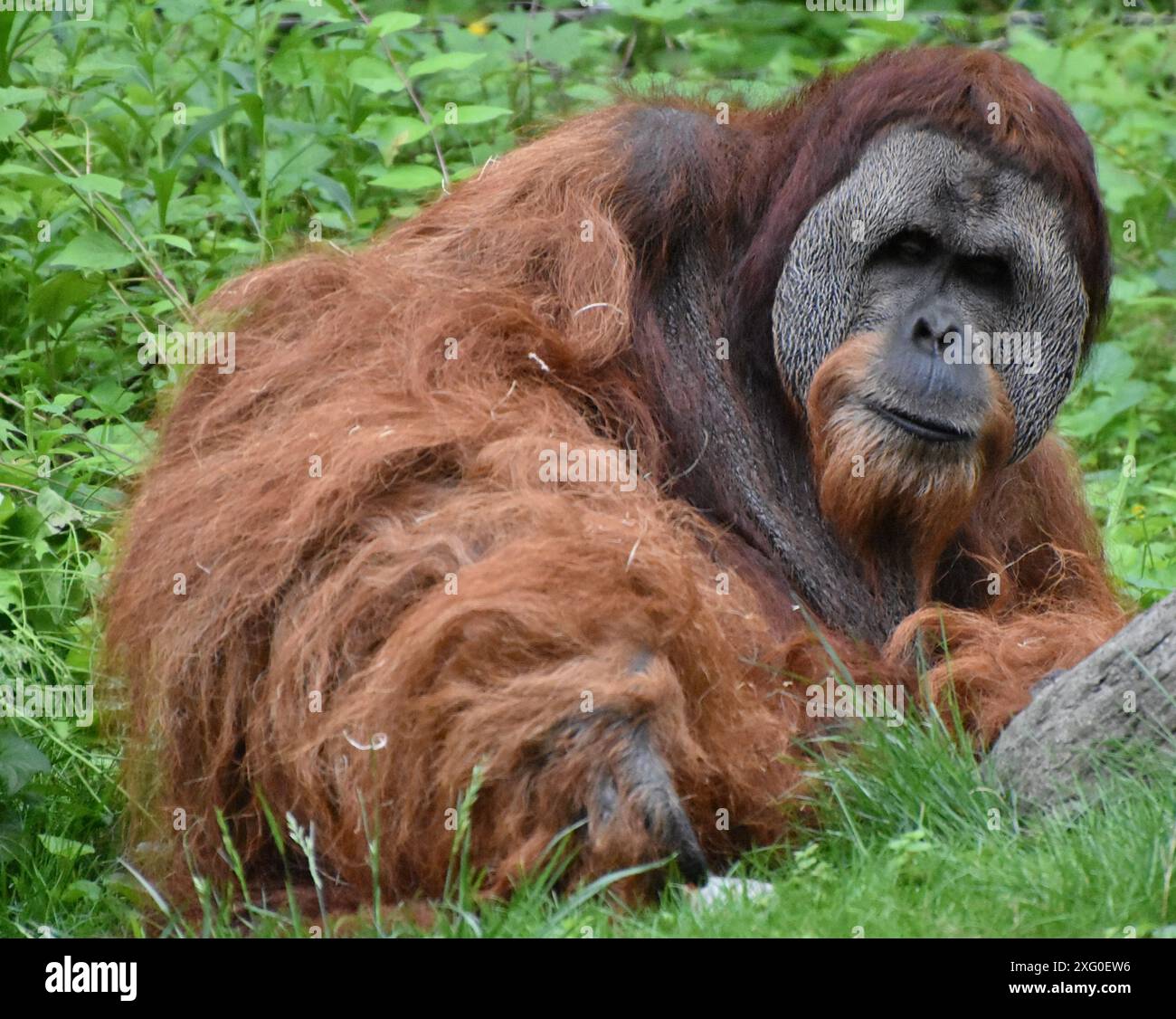 A Sumatran Orangutan (Pongo pygmaeus), which is native to the jungles ...