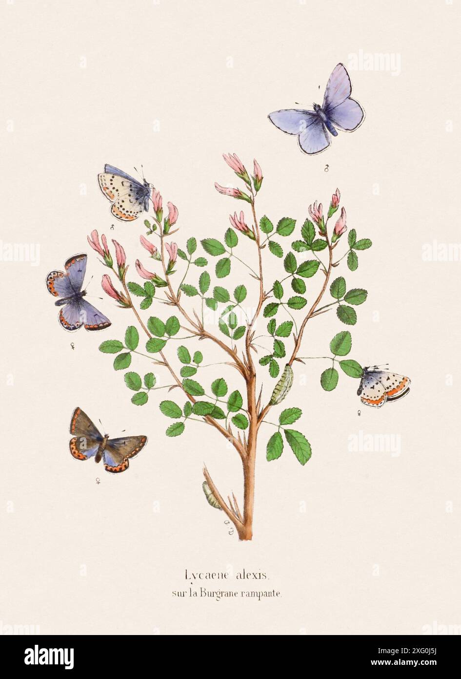 Antique butterfly illustration. Scientific book plate depicting ...