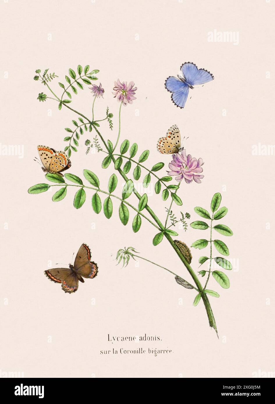 Antique butterfly illustration. Scientific Belgian book plate depicting ...