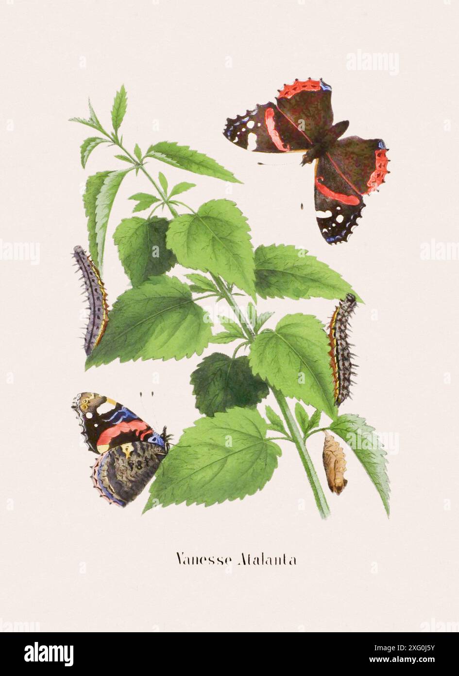 Butterfly illustration scientific hi-res stock photography and images ...