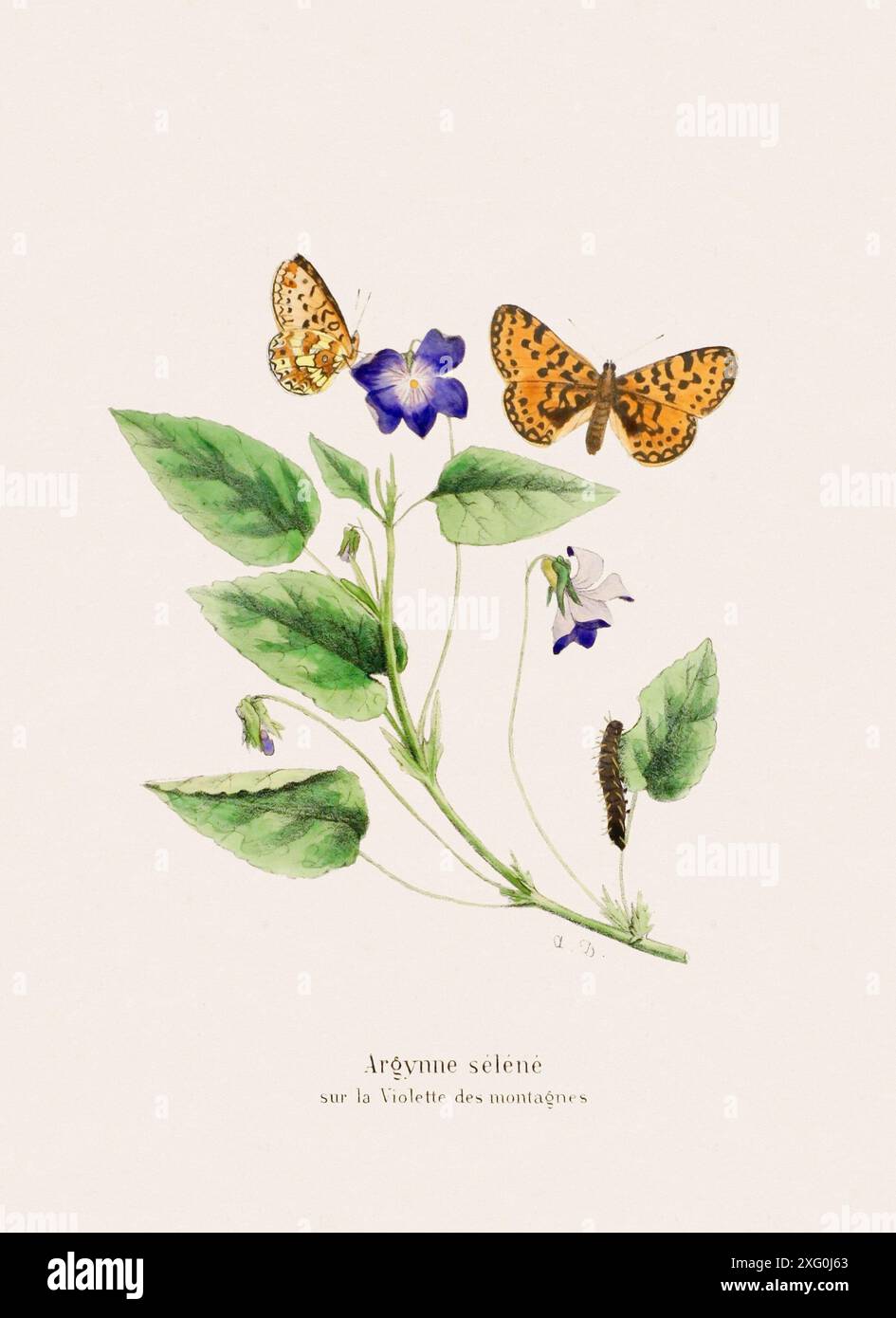 Antique butterfly illustration. Scientific Belgian book plate depicting ...