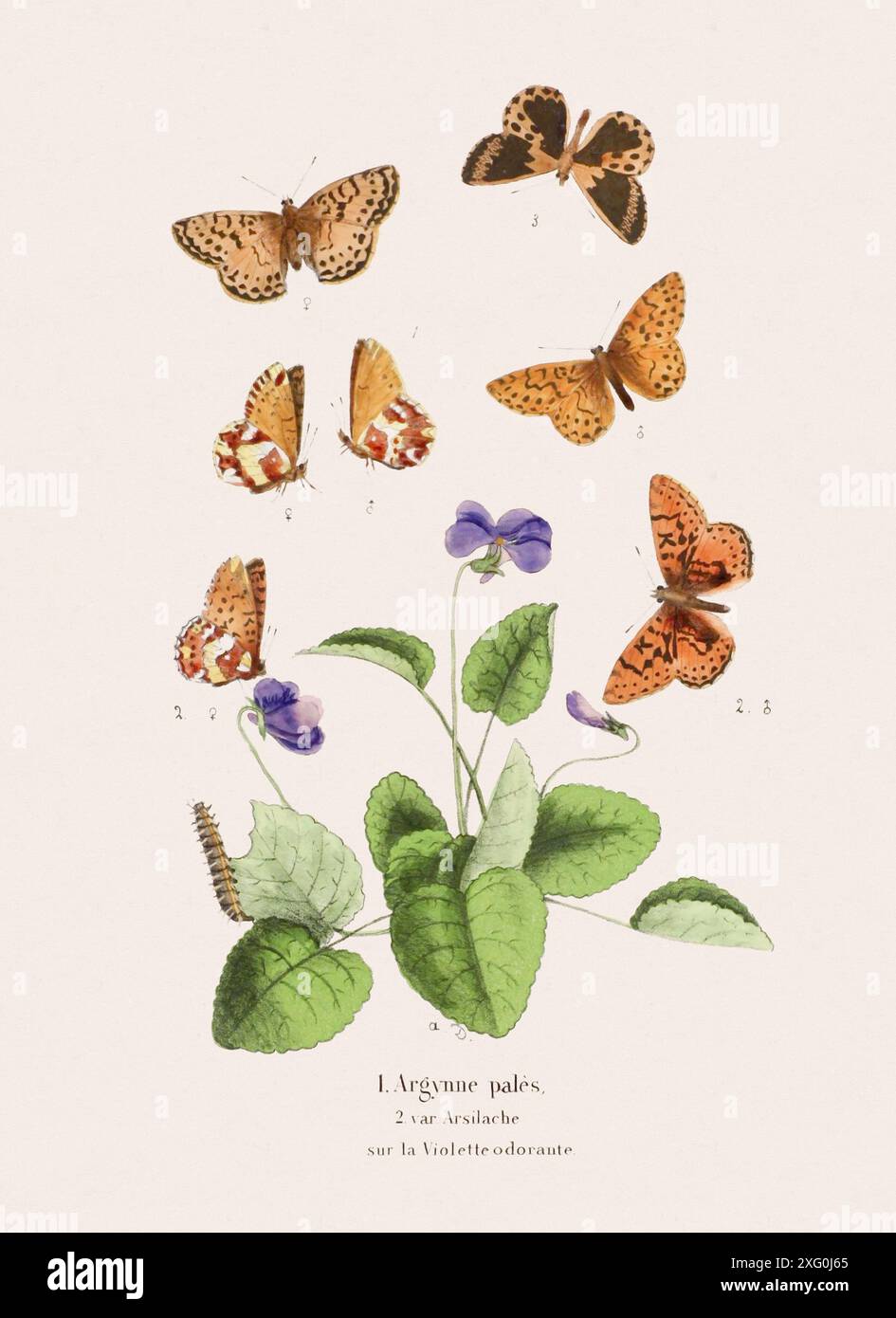 Antique butterfly illustration. Scientific Belgian book plate depicting ...