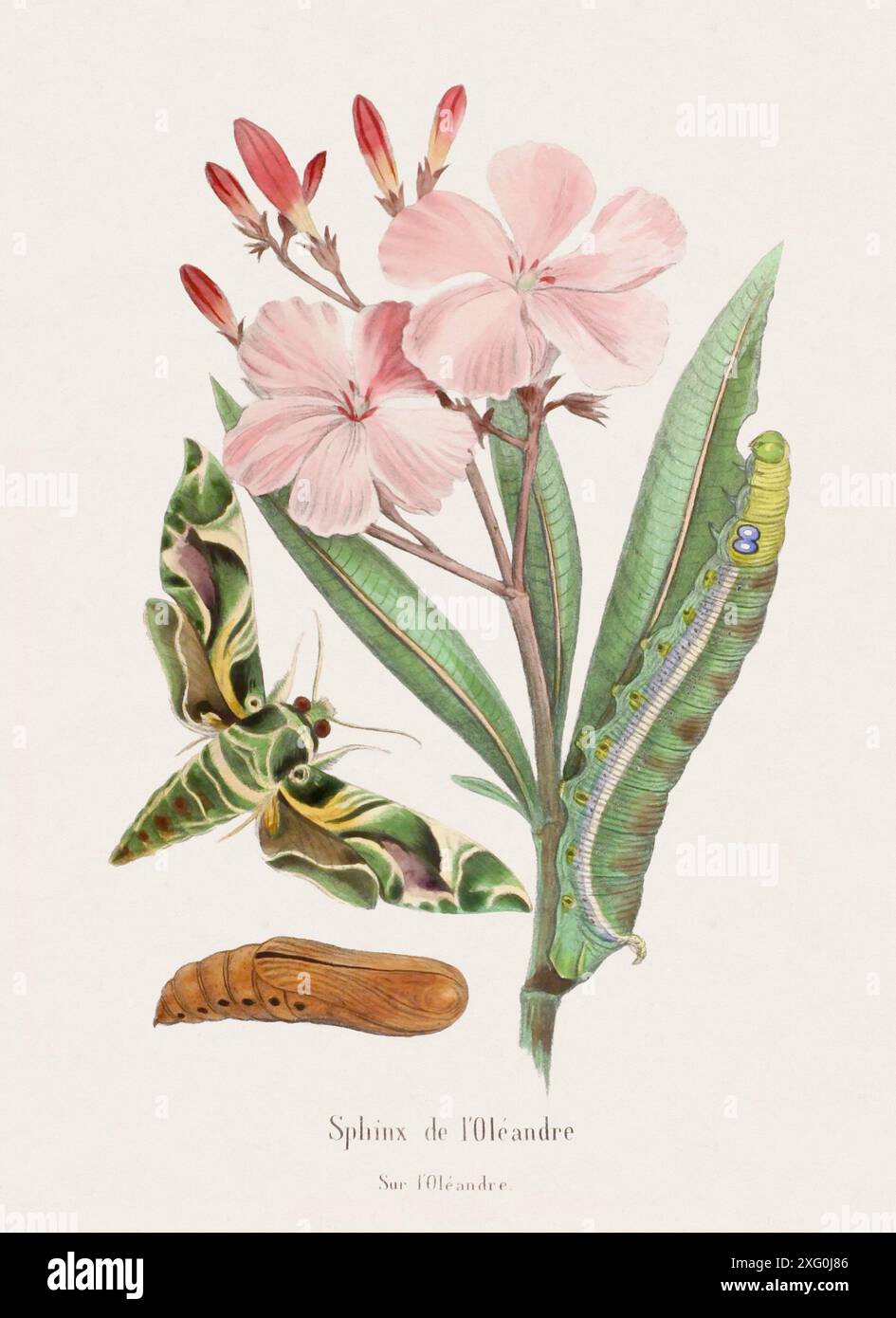 Antique butterfly illustration painting hi-res stock photography and ...