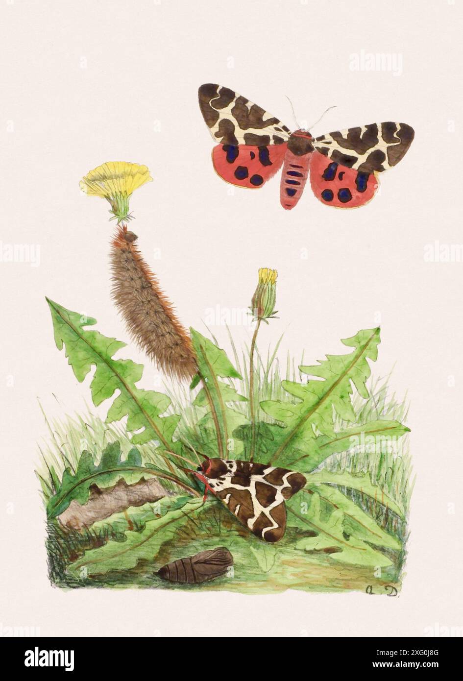 Antique butterfly illustration. Scientific book plate depicting ...