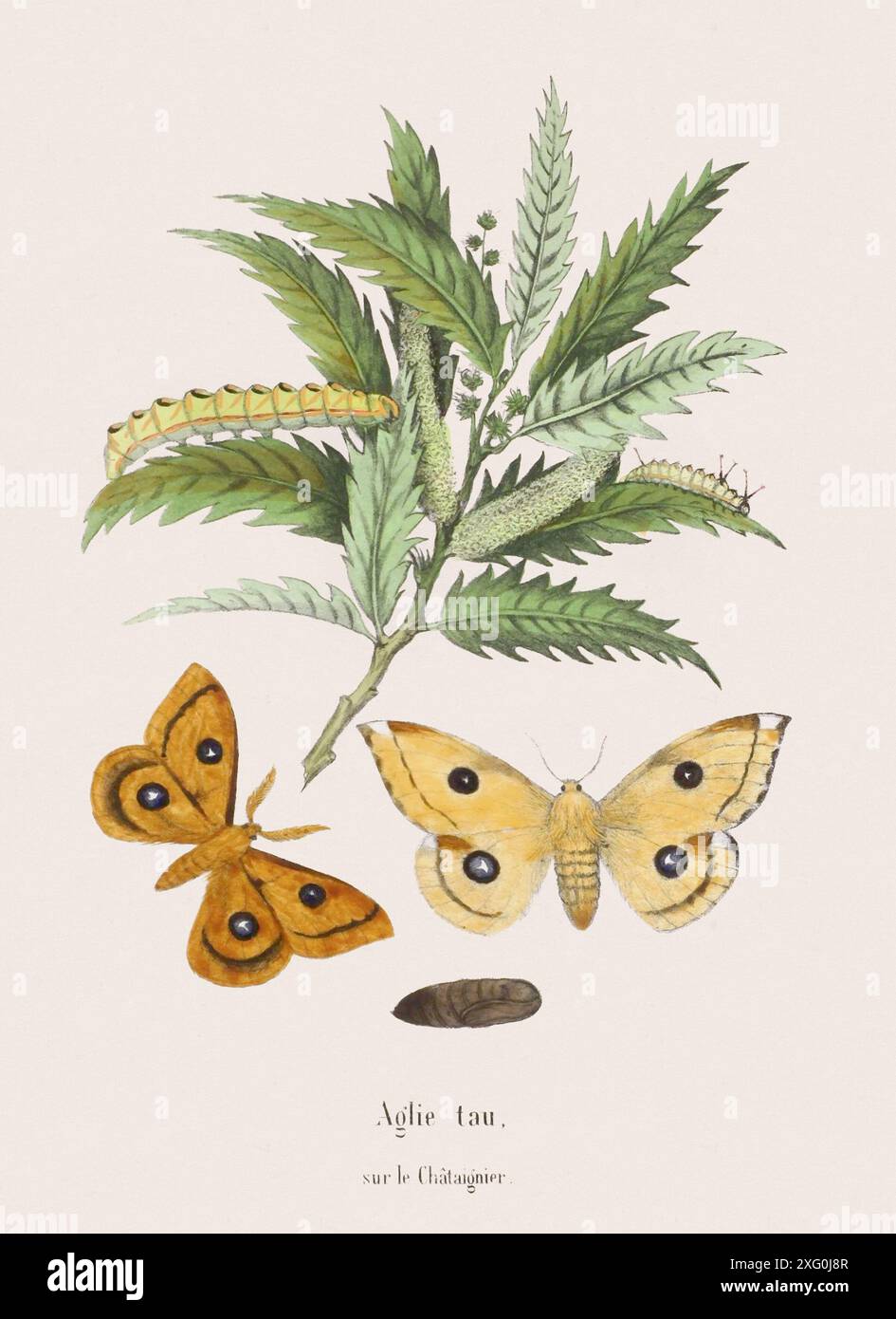 Antique butterfly illustration. Scientific book plate depicting ...