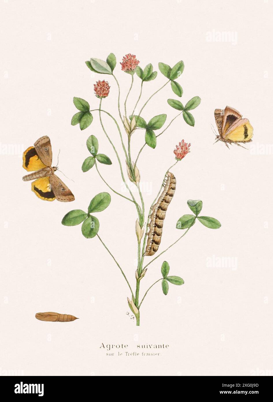 Antique butterfly illustration. Scientific book plate depicting ...