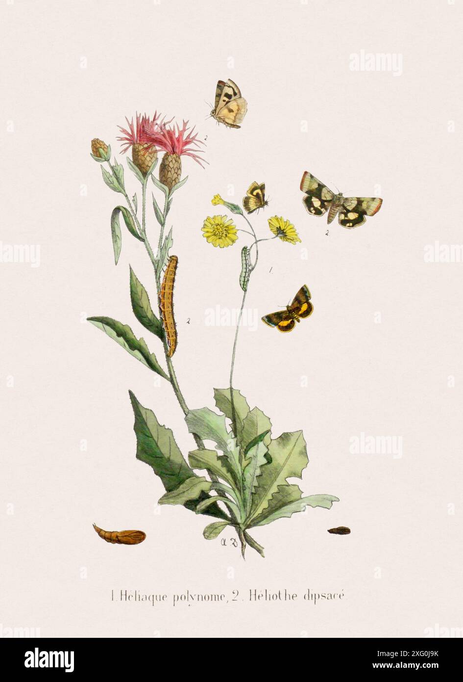 Antique butterfly illustration. Scientific book plate depicting ...