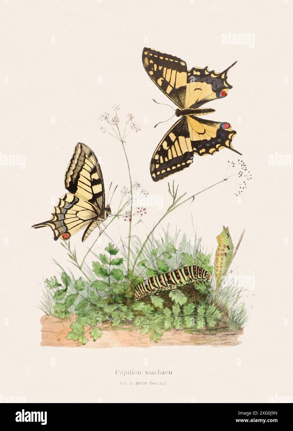 Antique butterfly illustration. Scientific Belgian book plate depicting ...