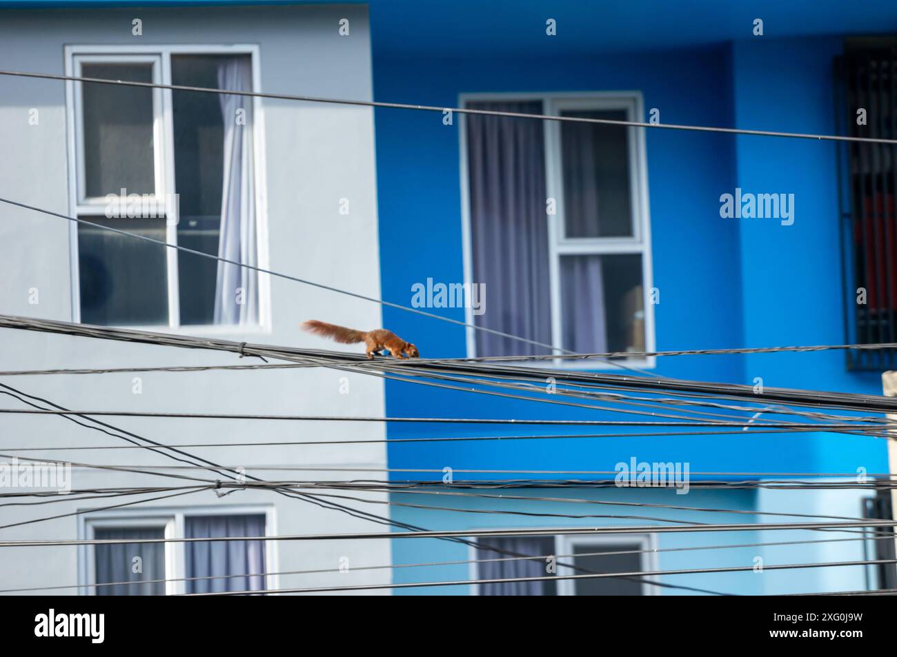 Squirrel on wire hi-res stock photography and images - Alamy