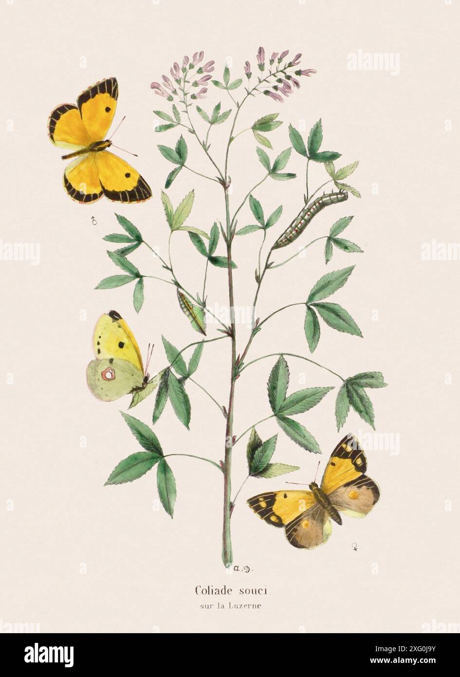 Butterfly illustration scientific hi-res stock photography and images ...