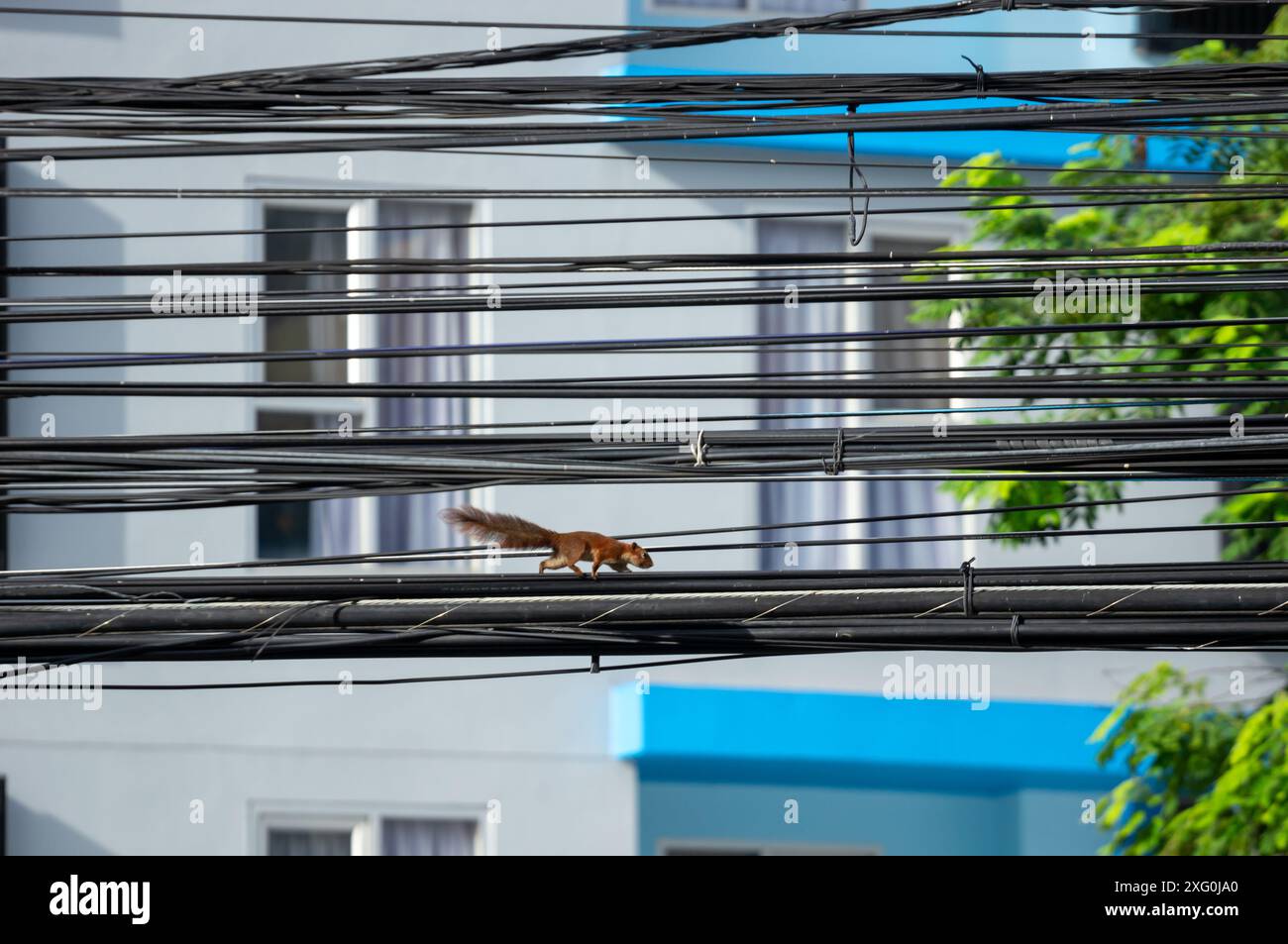 A squirrel on a wire that looks scared for a wire Stock Photo - Alamy