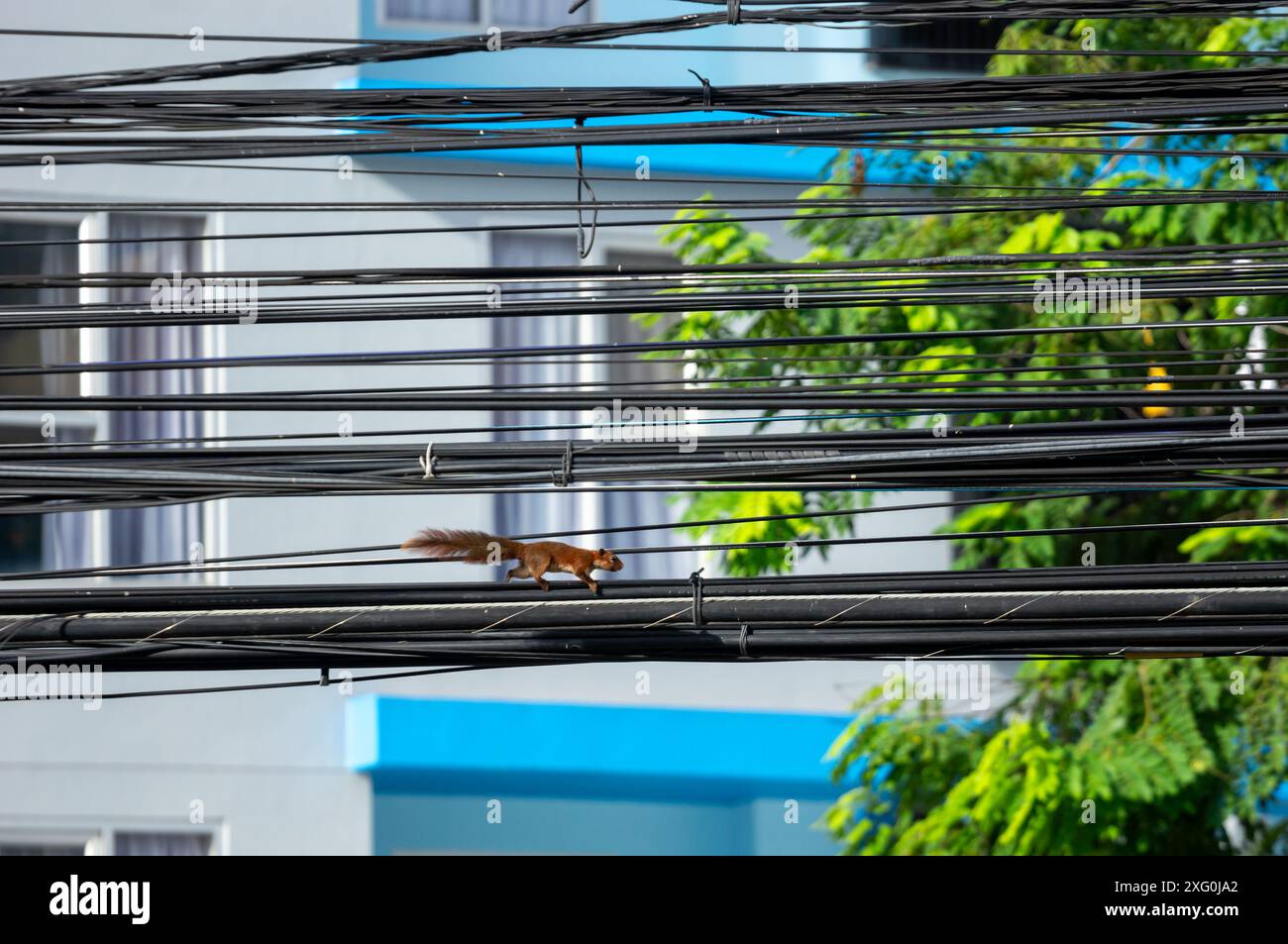 A squirrel on a wire that looks scared for a wire Stock Photo - Alamy