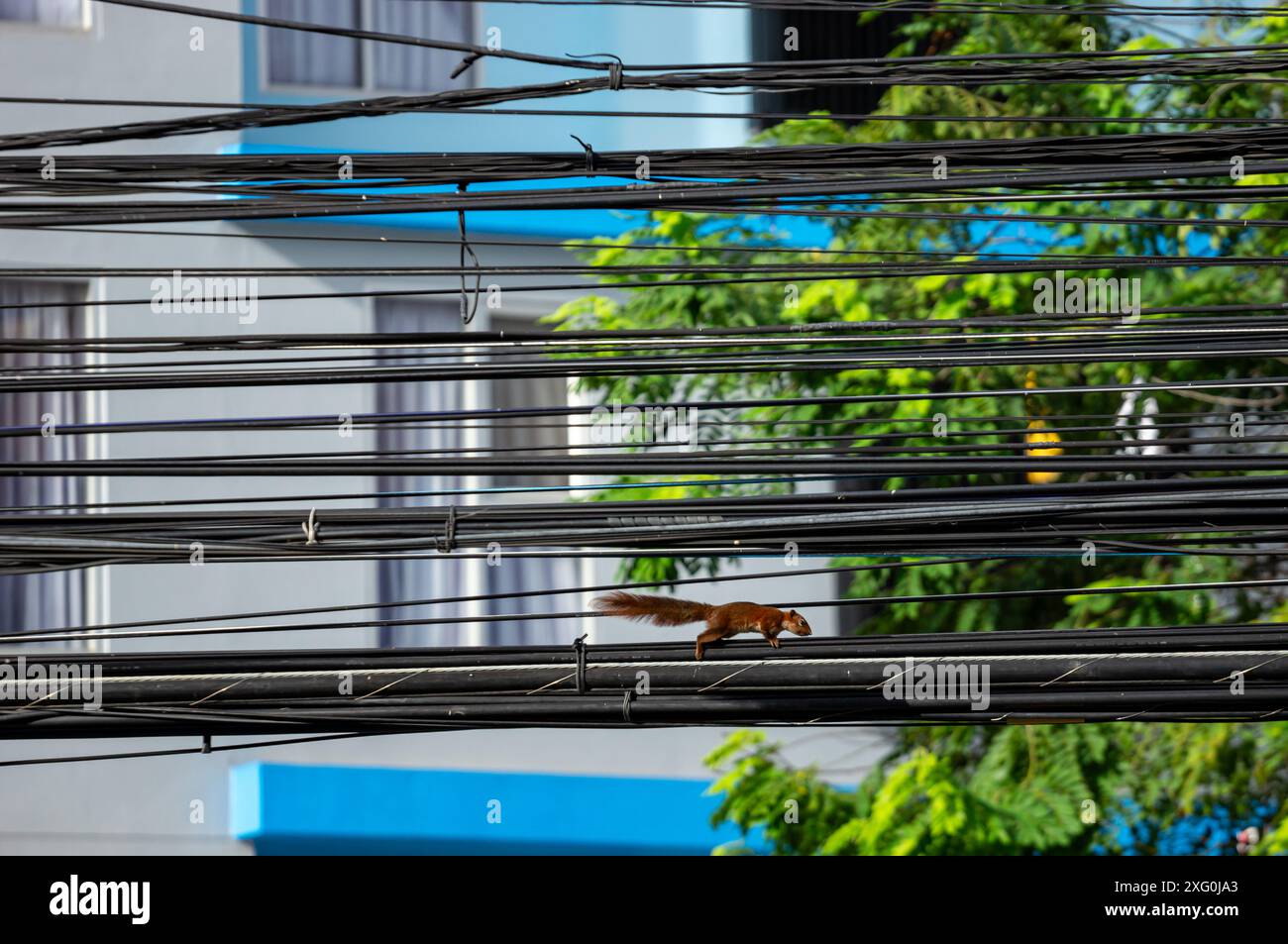 A squirrel on a wire that looks scared for a wire Stock Photo - Alamy