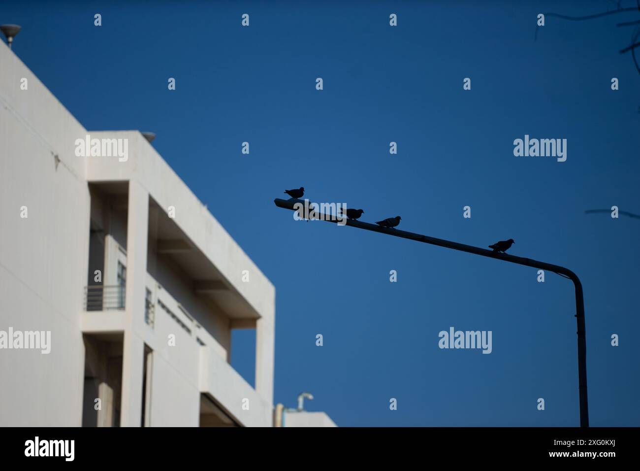 The bird's outline is sharply defined, with its feathers ruffled by a ...