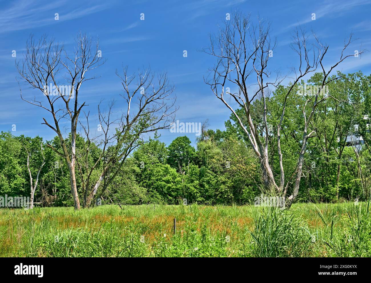 Teaneck Creek Conservancy in Teaneck,NJ,USA. A beautiful wetland scene ...