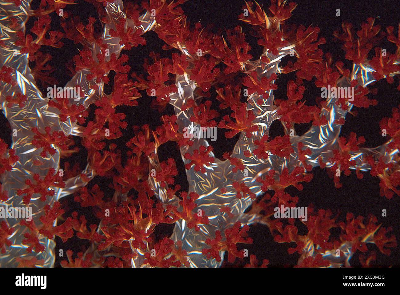 Carnation Coral, Dendronephthya sp, showing sclerites, Custom Cave ...