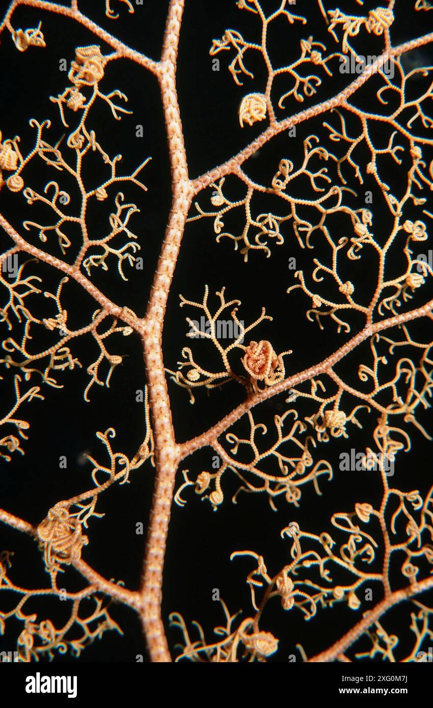 Basket Star, Astroboa nuda, night dive, Peava Village, Nggatokas Island ...
