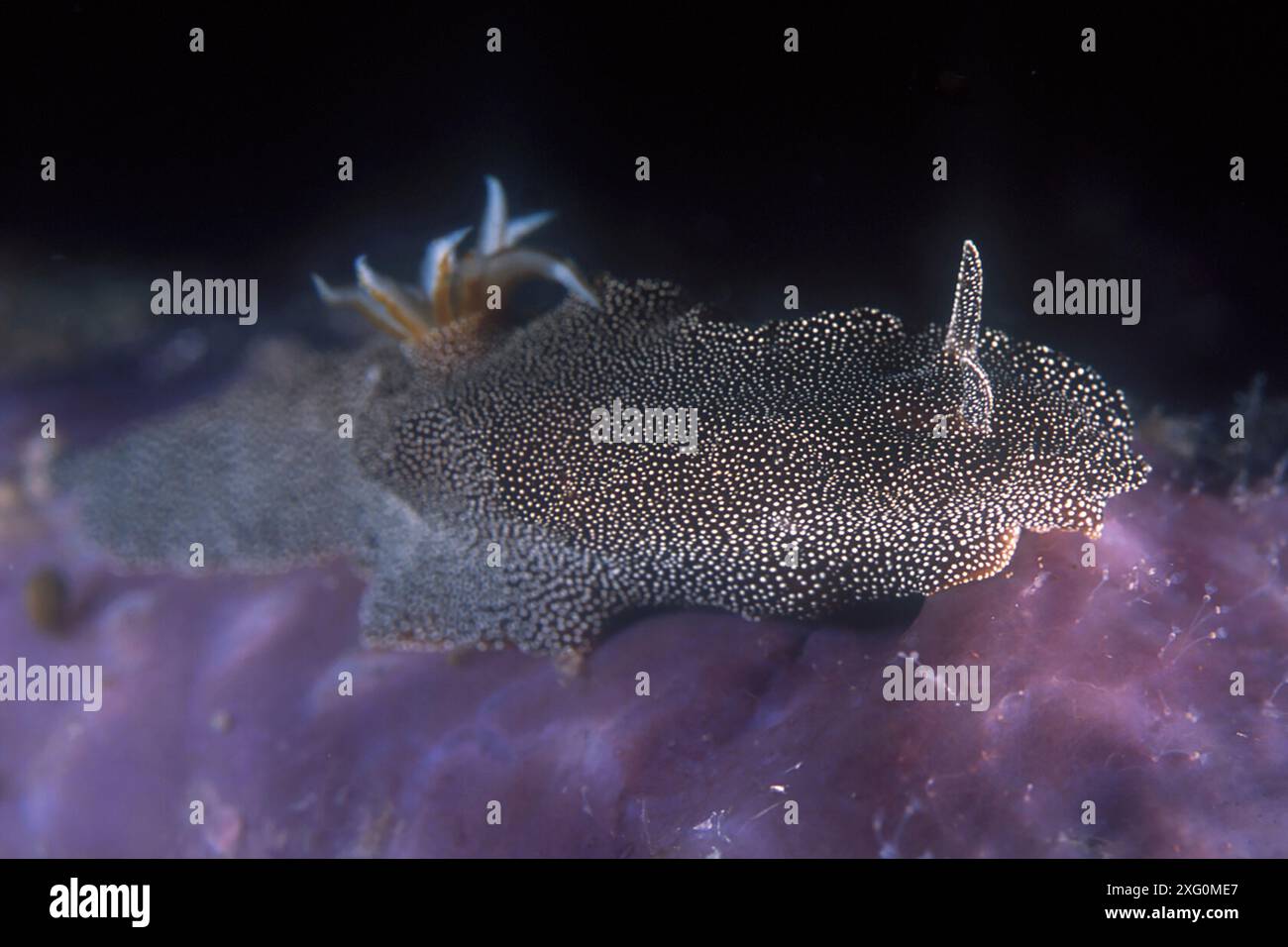 Starry Nudibranch, Doriprismatica stellata, Cyclone Reef dive site ...