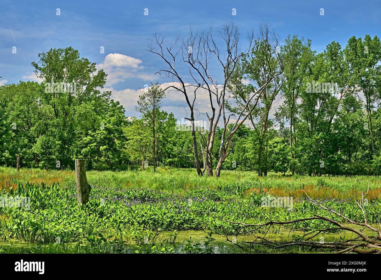 Teaneck Creek Conservancy in Teaneck,NJ,USA. A beautiful wetland scene ...