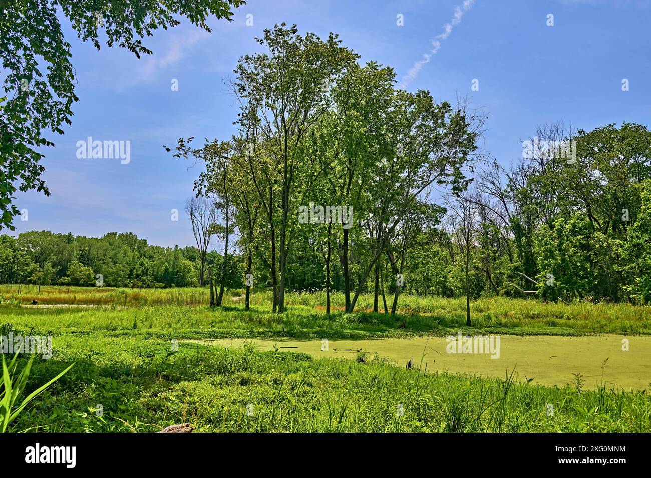 Teaneck Creek Conservancy in Teaneck,NJ,USA. A beautiful wetland scene ...