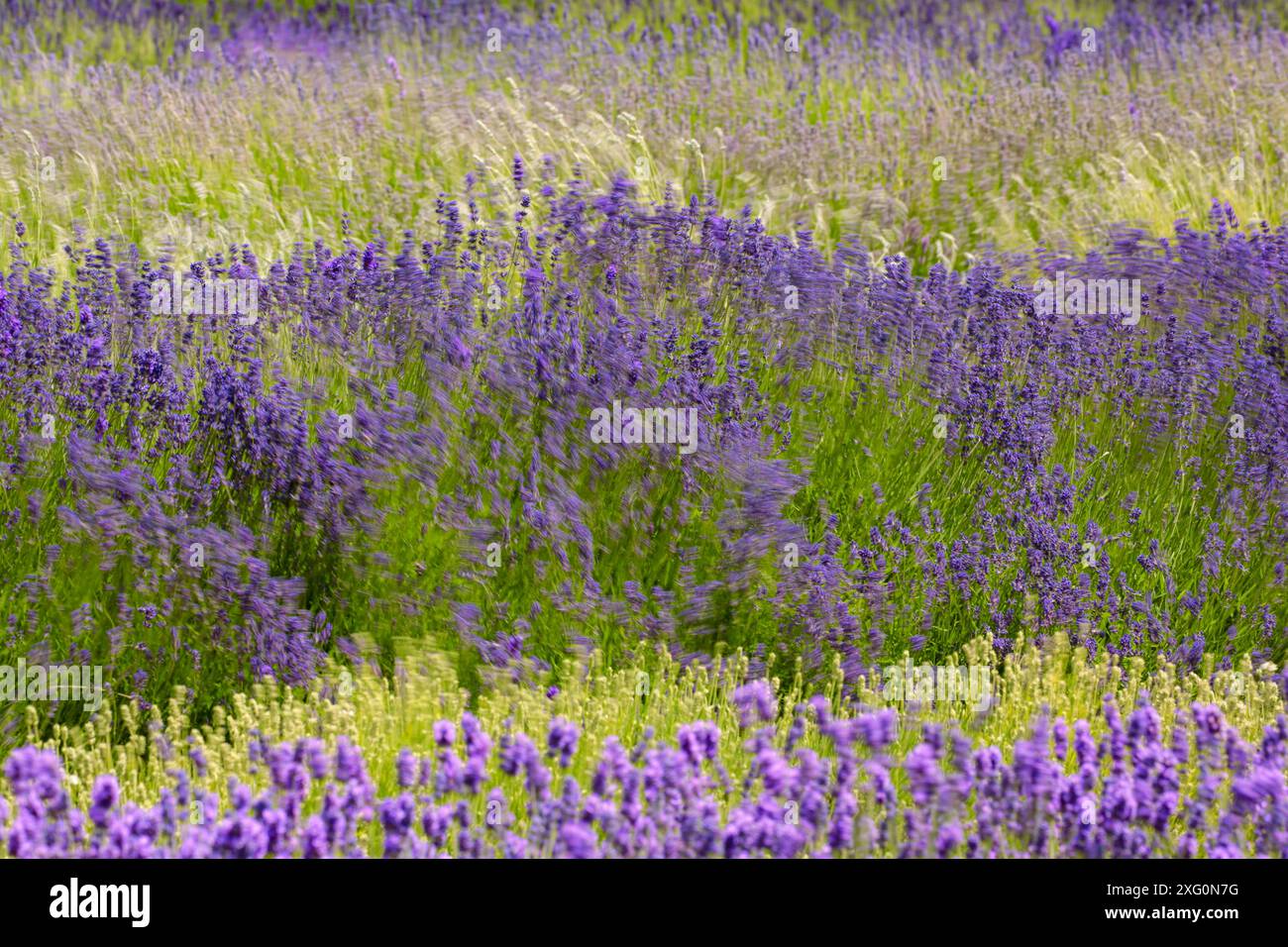 Lavender shapes hi-res stock photography and images - Alamy