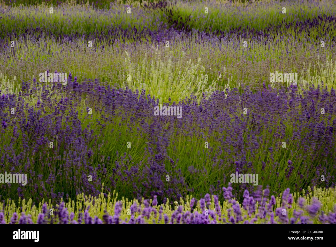 Lavender shapes hi-res stock photography and images - Alamy