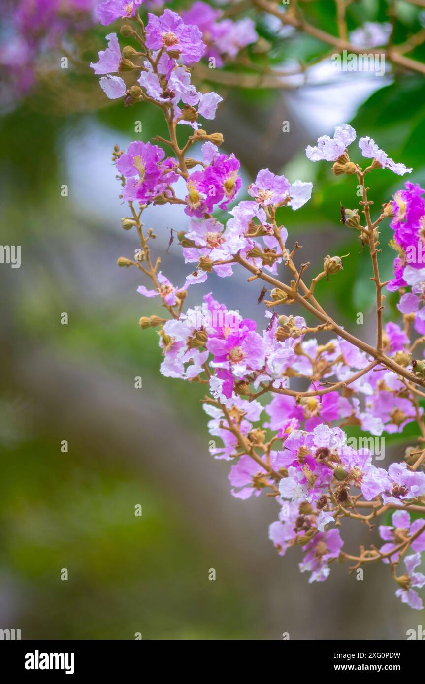 The beautiful Lagerstroemia speciosa is full of natural beauty Stock ...