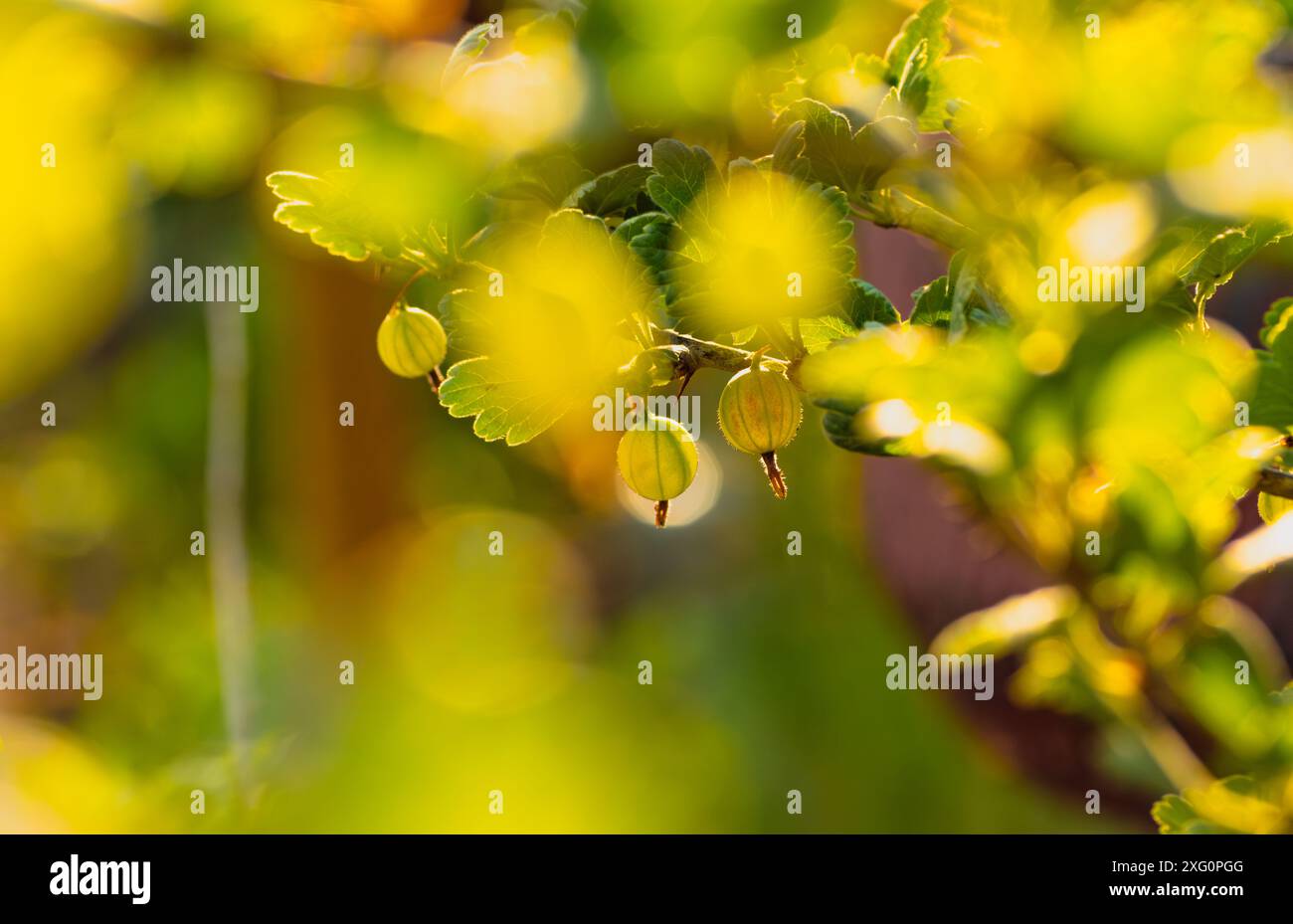 A Branch of Gooseberries Basks in Summer Sun Stock Photo - Alamy