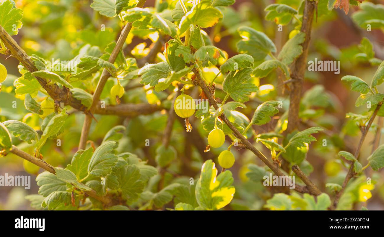 A Branch of Gooseberries Basks in Summer Sun Stock Photo - Alamy
