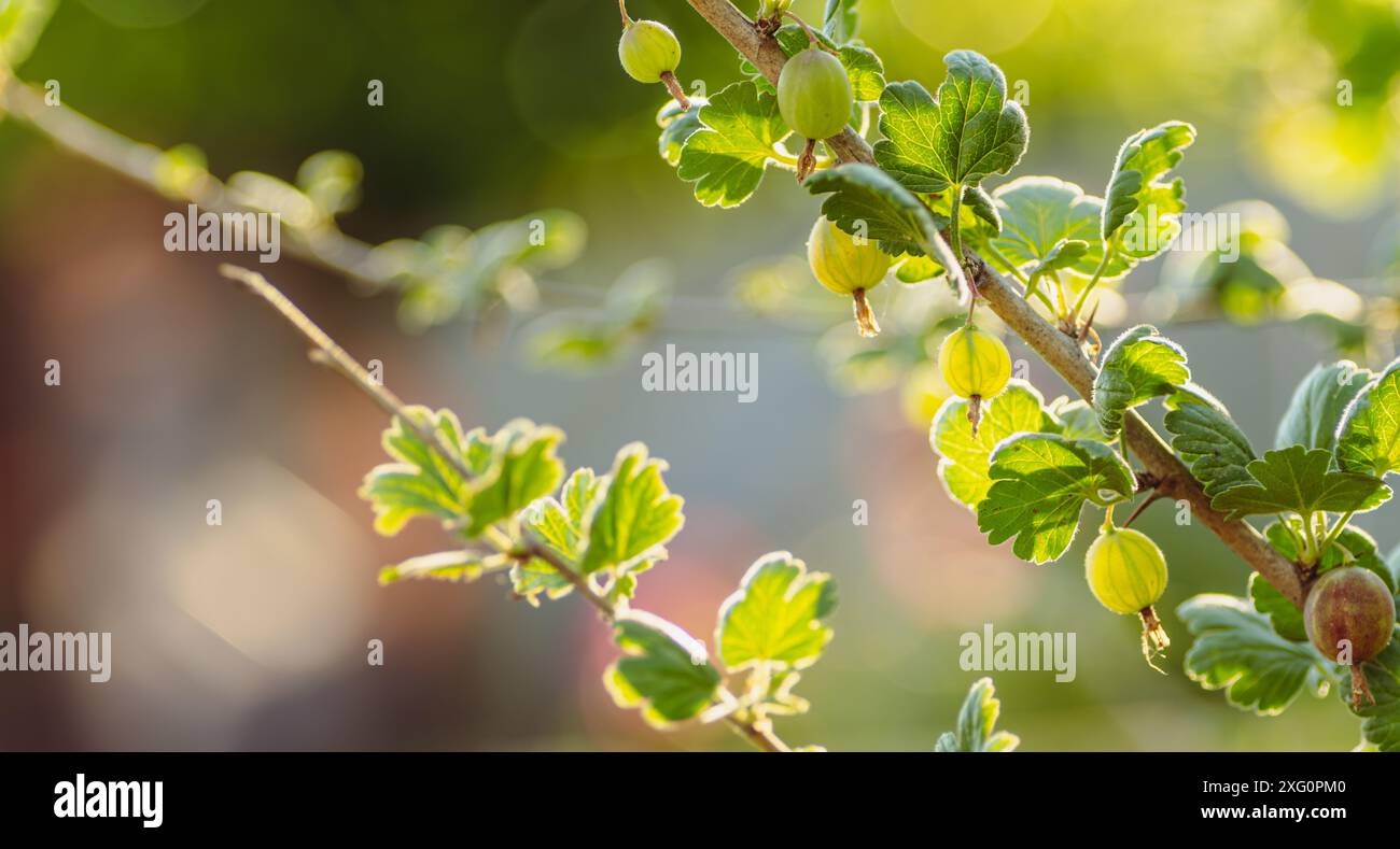 A Branch of Gooseberries Basks in Summer Sun Stock Photo - Alamy
