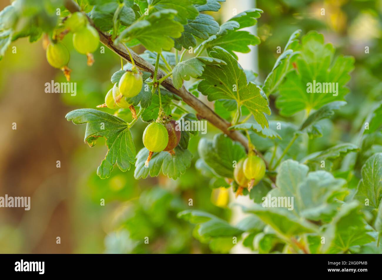 A Branch of Gooseberries Basks in Summer Sun Stock Photo - Alamy