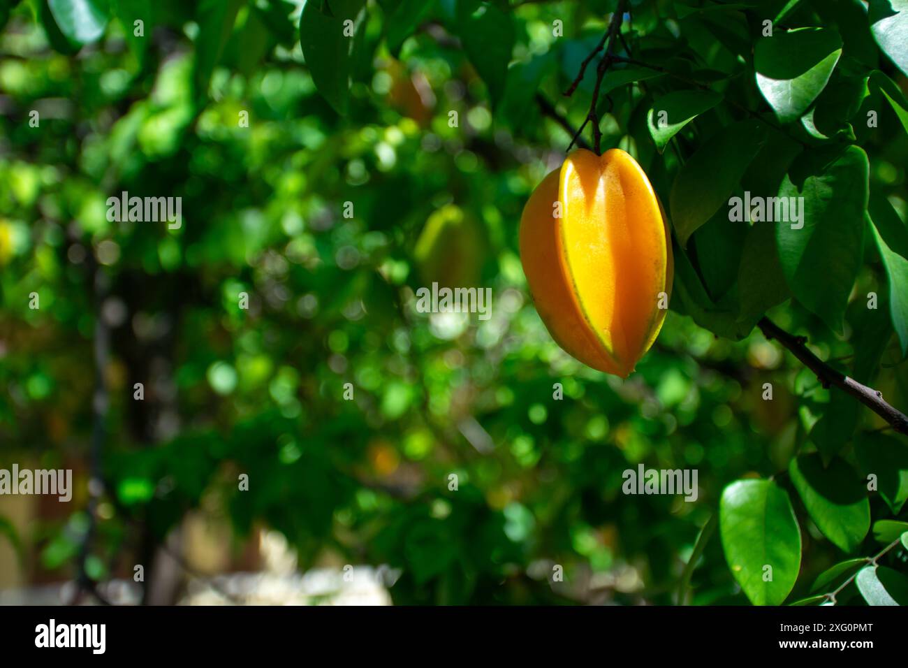 The fruit of star fruit is a fusiform fruit. When cut horizontally it ...