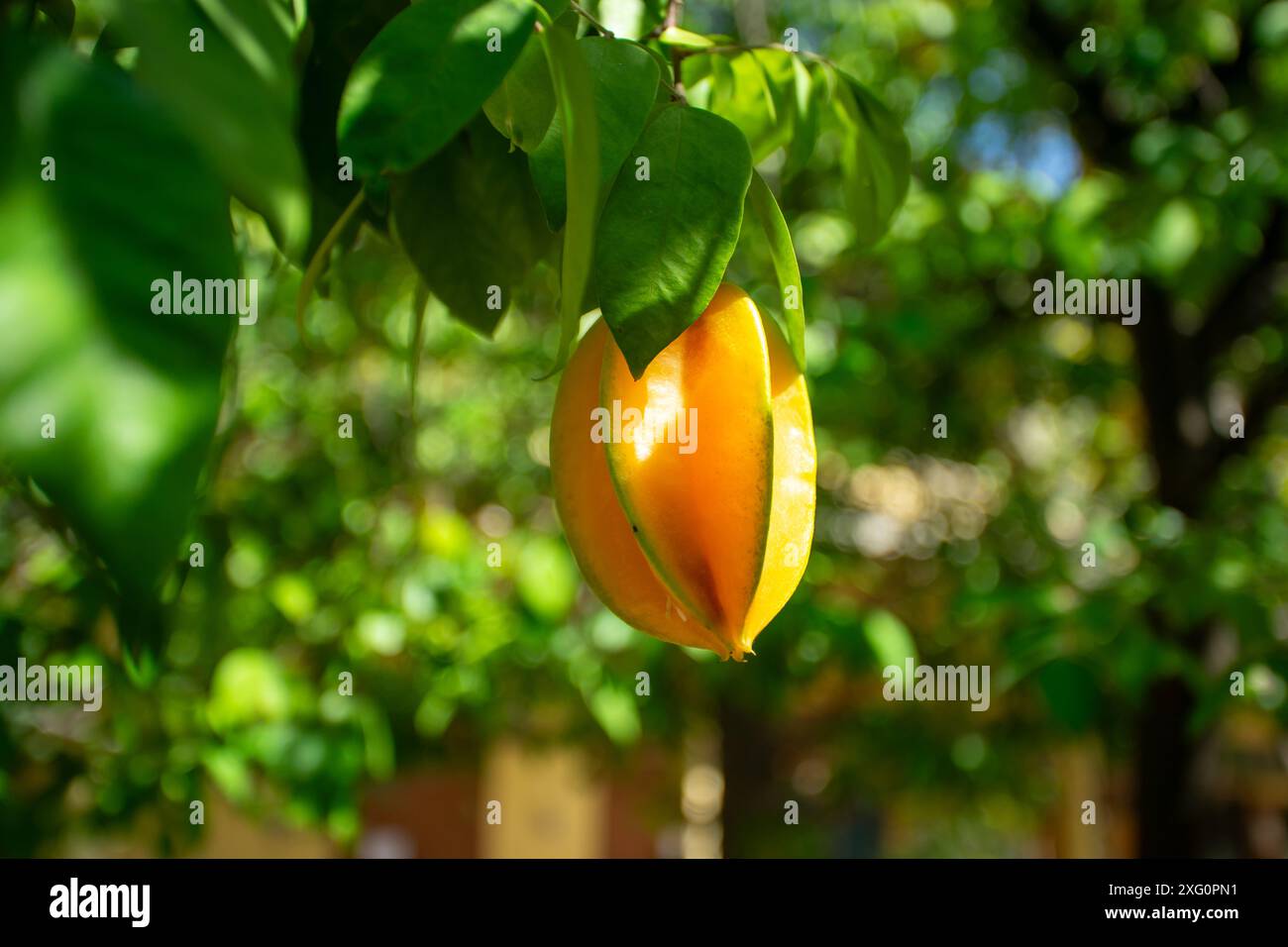 The fruit of star fruit is a fusiform fruit. When cut horizontally it ...