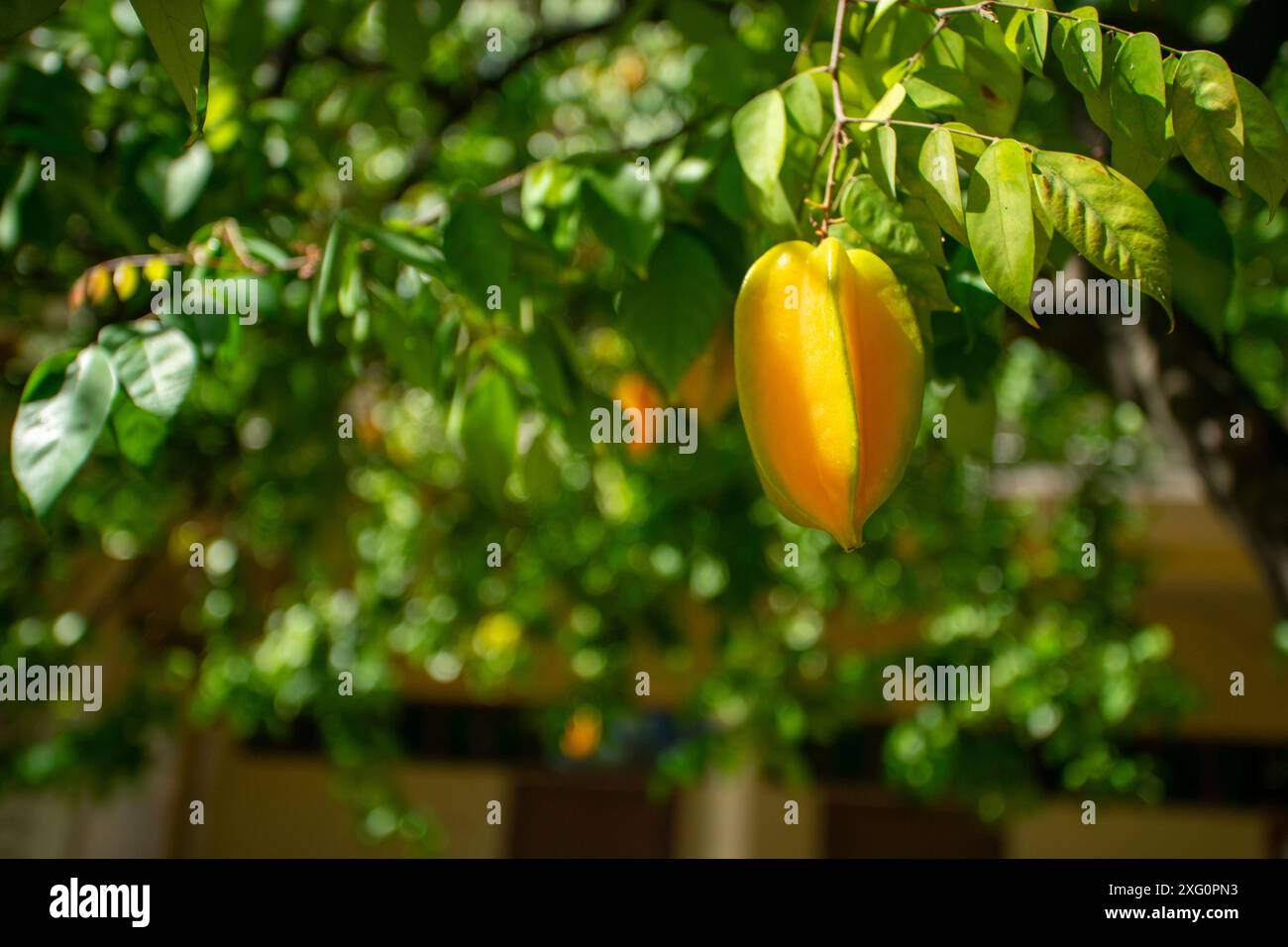 The fruit of star fruit is a fusiform fruit. When cut horizontally it ...