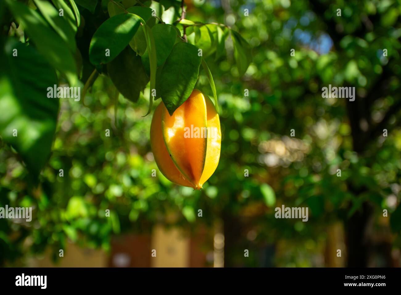 The fruit of star fruit is a fusiform fruit. When cut horizontally it ...
