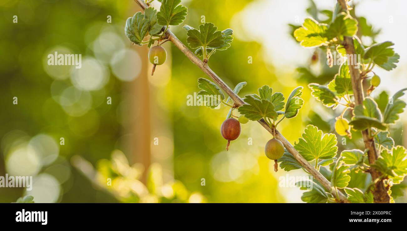 A Branch of Gooseberries Basks in Summer Sun Stock Photo - Alamy