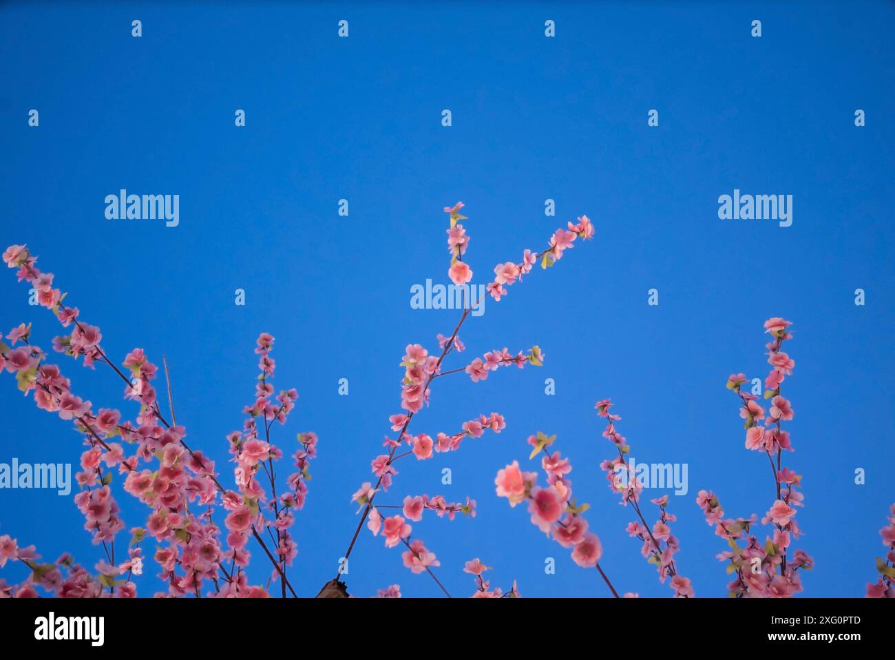 Cherry blossom (cherry blossom) is the flower of the cherry tree. There ...