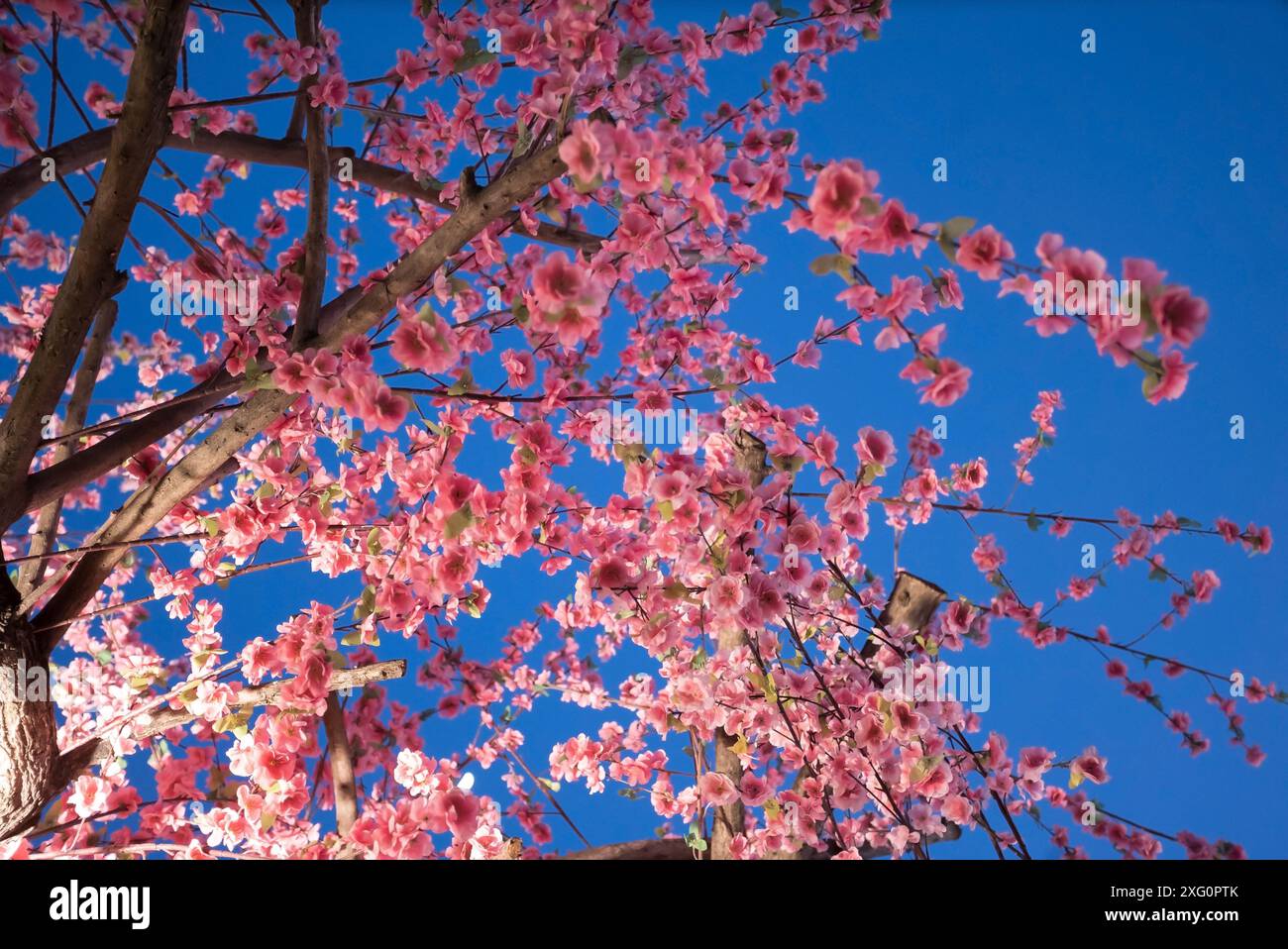 Cherry blossom (cherry blossom) is the flower of the cherry tree. There ...