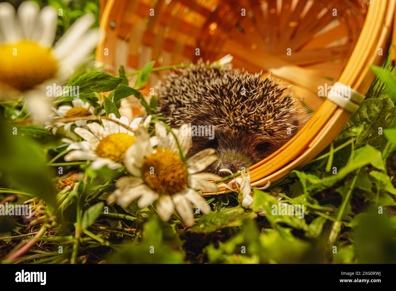 A Curious Hedgehog Peeking Out From Its Wicker Basket Home in the ...