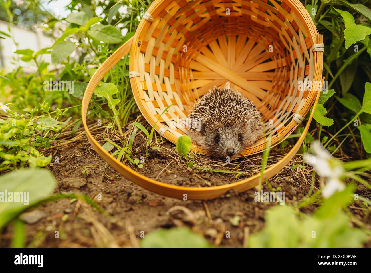 A Curious Hedgehog Peeking Out From Its Wicker Basket Home in the ...
